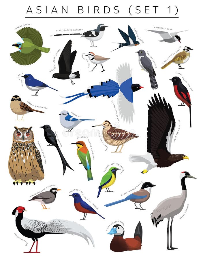 Asian Birds Set Cartoon Vector Character 1 Stock Vector - Illustration ...