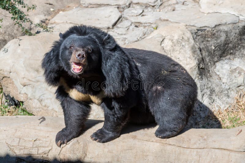 Asian black Bear stock photo. Image of wild, beast, india - 224227118