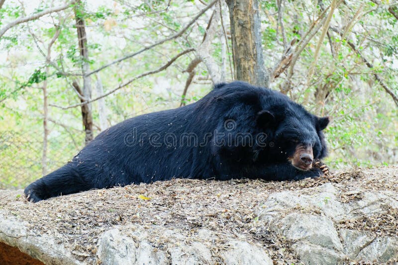 Asian Black Bear Sleep on the Rock Stock Photo - Image of rock, bear ...
