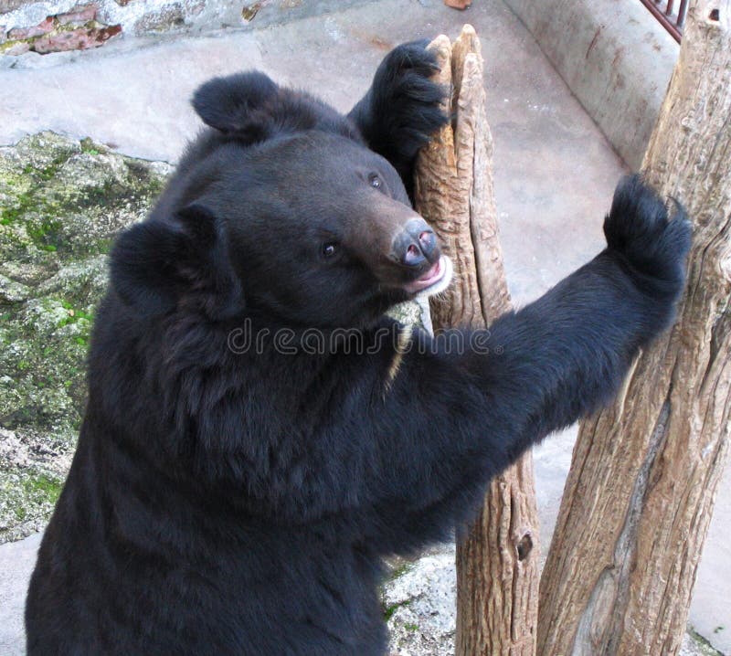Asian Black Bear (Ursus Thibetanus Ussuricus) Stock Photo - Image of ...