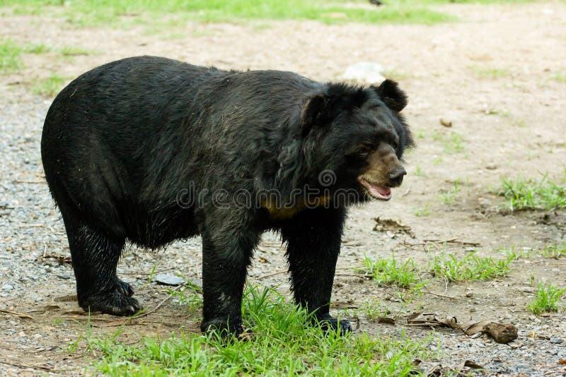 Asian black bear stock photo. Image of exotic, india - 31744720