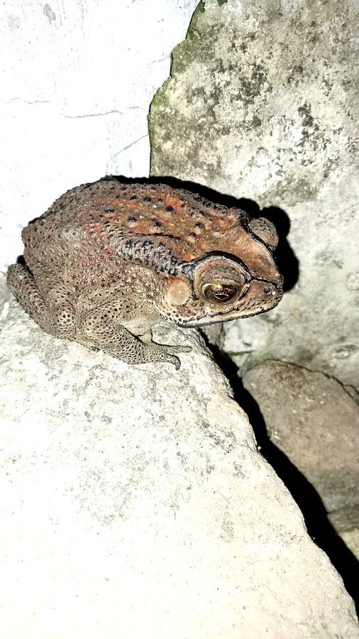 Asian black spined toad stock image. Image of spined - 253429291