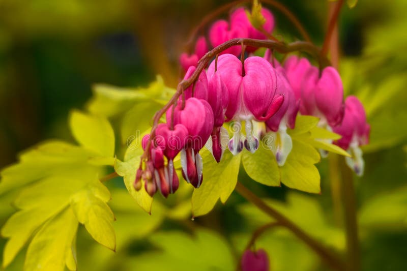 Asian Bleeding-Heart Lamprocapnos Spectabilis Tight Focus Stock Image ...