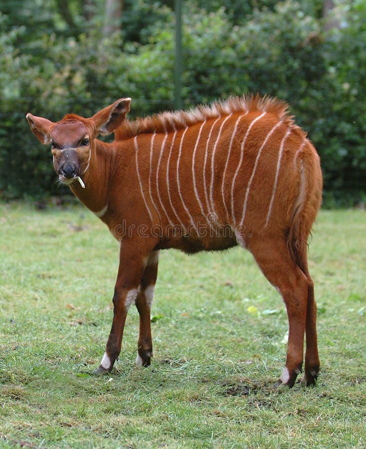 Bongo stock photo. Image of stripped, antelope, deer - 30397344