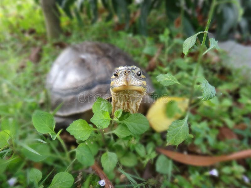 Asian Box Turtle stock photo. Image of animal, asian - 22845368