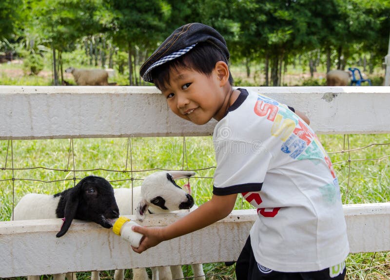 Asian boy feeding lamb stock image. Image of thai, asian - 97491989