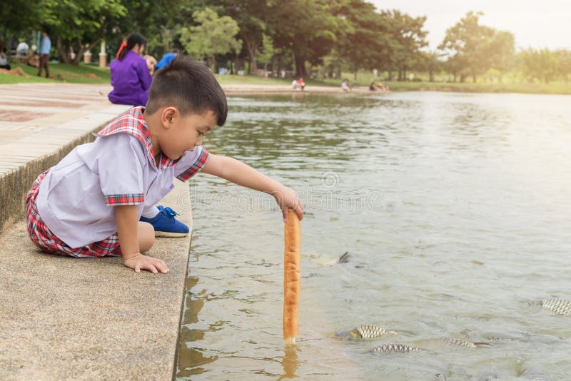 Boy Feeding the Fish with Bread Stock Image - Image of food, beautiful ...