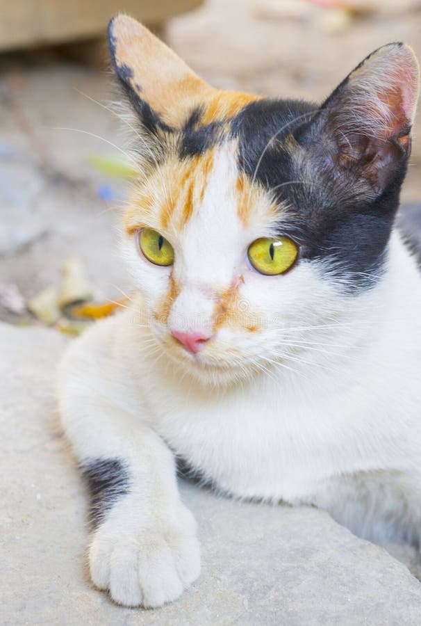 Asian Breed Cats that are Staring Stock Photo - Image of stare, scowl ...