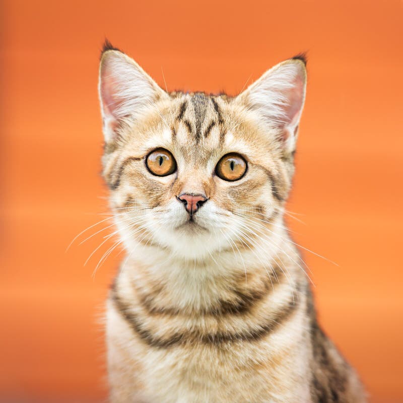 82+ Asian tabby cat Free Stock Photos - StockFreeImages