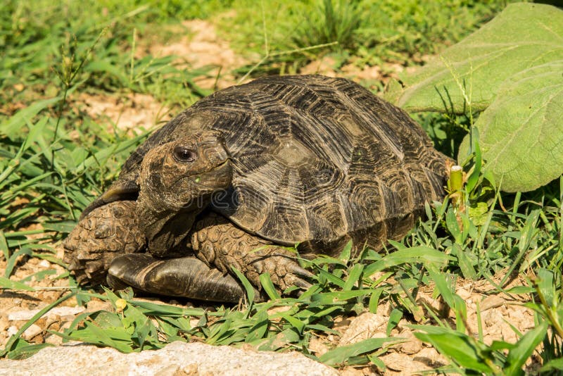 Asian Brown Tortoise stock photo. Image of conservation - 57788544