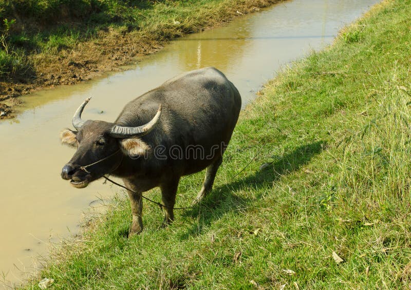 Asian buffalo stock image. Image of green, greenfields - 75013871