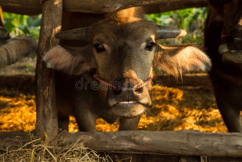 Asian Buffalo in the Corral with Sunset Stock Photo - Image of grass ...