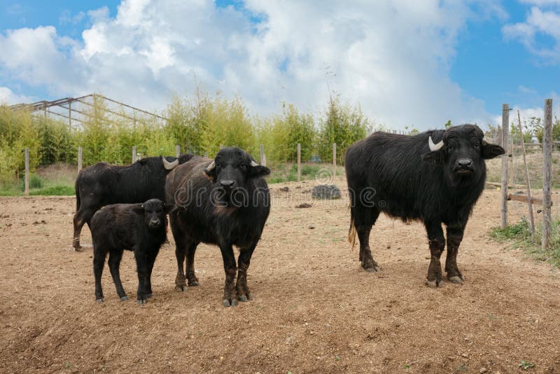 Asian buffalo family stock image. Image of buffalo, cloud - 203189453