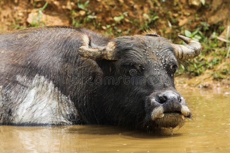 Asian buffalo stock photo. Image of province, mammals - 34623960
