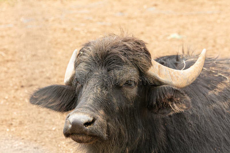Portrait of a Asian Buffalo Stock Image - Image of rural, agricultural ...