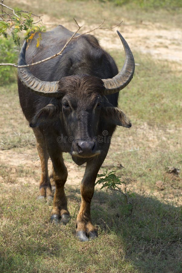 The Asian Buffalo stock photo. Image of bull, sunny, bubalis - 60628502