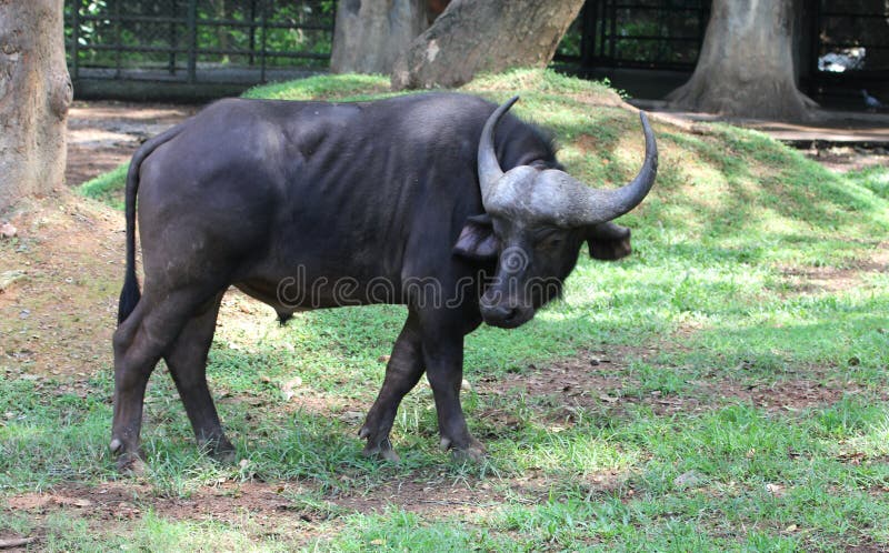 Asian buffaloes. stock photo. Image of horn, countryside - 53926986