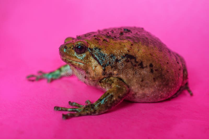 Asian Bullfrog Chubby Frog stock photo. Image of species - 145581972