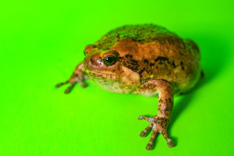 Asian Bullfrog Chubby Frog stock photo. Image of amphibian - 145582036