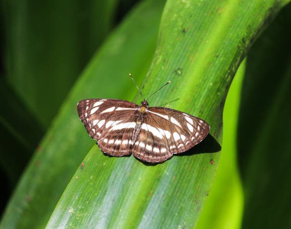 Common Sergeant Black White Pattern Butterfly Stock Photo - Image of ...