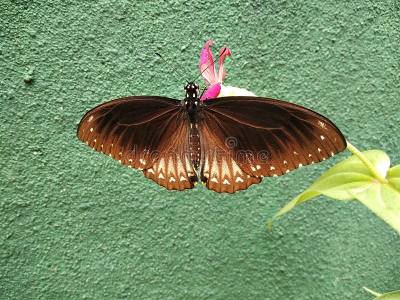 Asian Butterfly from Sri Lanka Stock Photo - Image of petal, pollinator ...