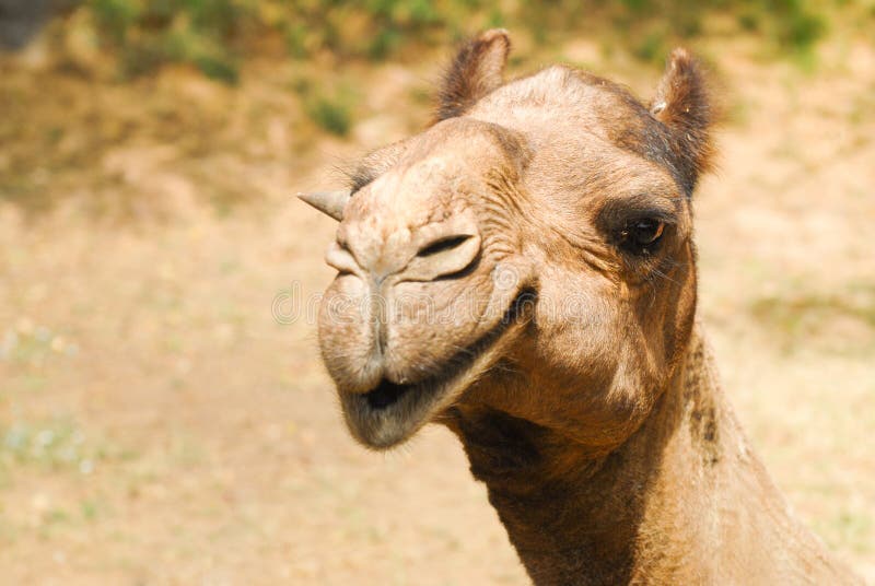Asian camel portrait stock photo. Image of background - 5194558