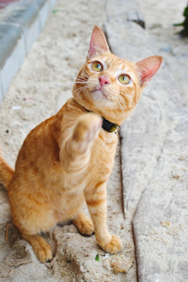 Asian cat stock photo. Image of orange, asian, animal - 36345266