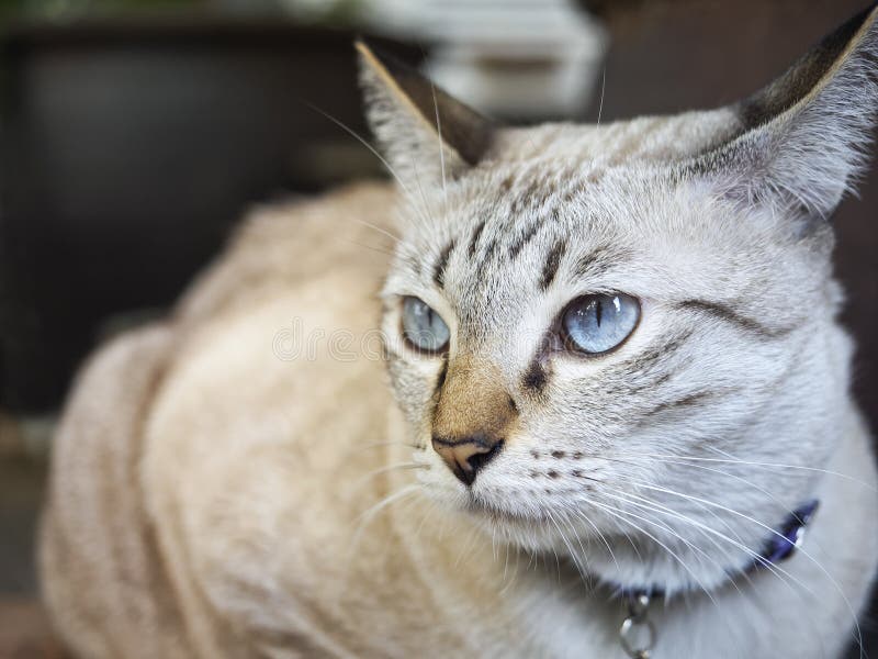 Asian Cat Portrait stock image. Image of shorthair, shot - 52781587