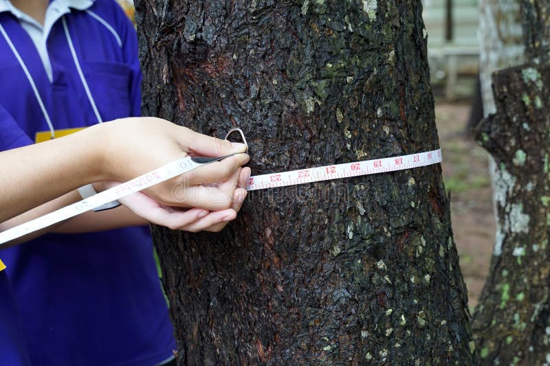 An Asian Child Uses a Tape Measure To Measure the Circumference of a ...