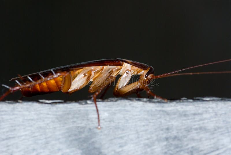Nest of cockroaches stock photo. Image of antenna, exterminator - 16534996