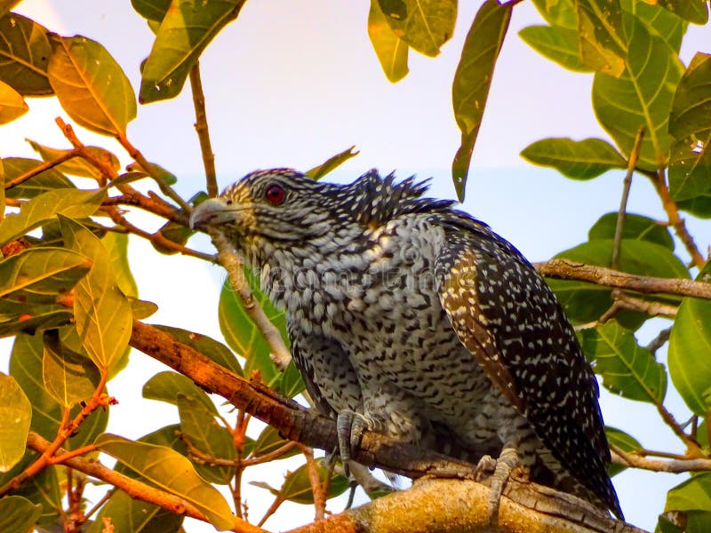 Asian Coel Looking for Its Prey Stock Image - Image of prey, coel ...