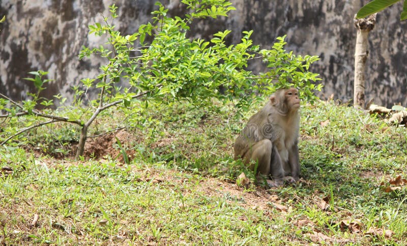 Asian Common Monkey stock photo. Image of macaque, mammals - 203851544
