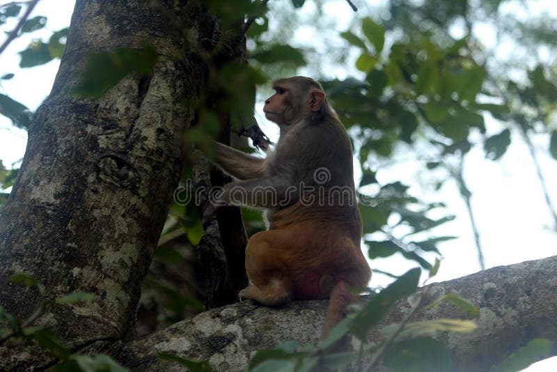 Asian common monkey stock photo. Image of sitting, tree - 130138408