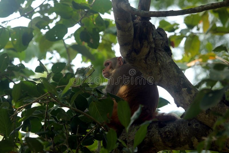 Asian common monkey stock image. Image of branch, wildlife - 130345497