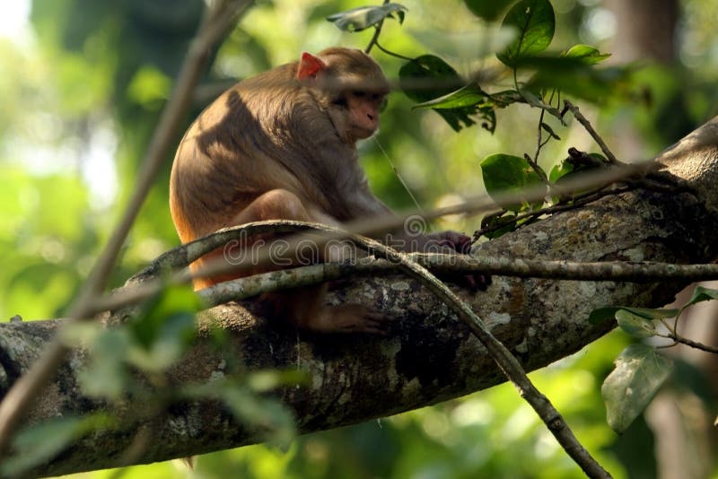 Asian common monkey stock image. Image of nature, face - 130138405