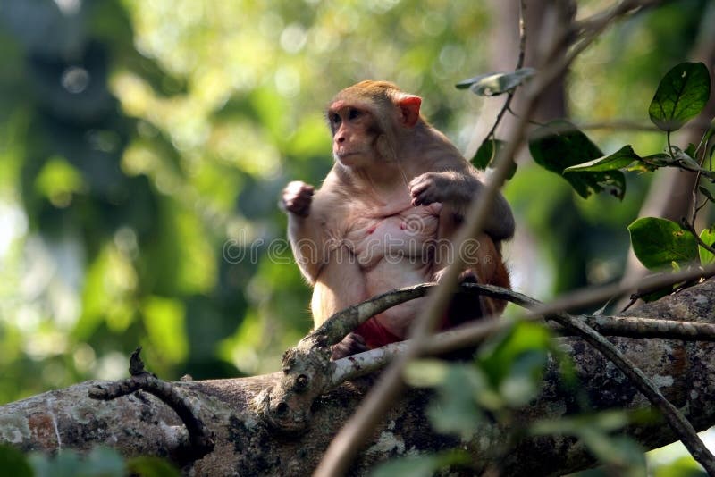 Asian common monkey stock photo. Image of india, macaque - 130138420