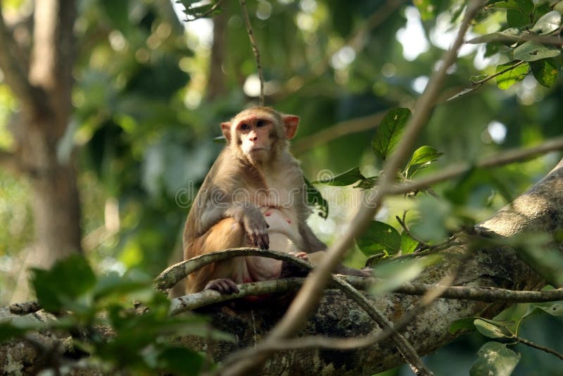 Asian common monkey stock image. Image of nature, monkey - 130138485
