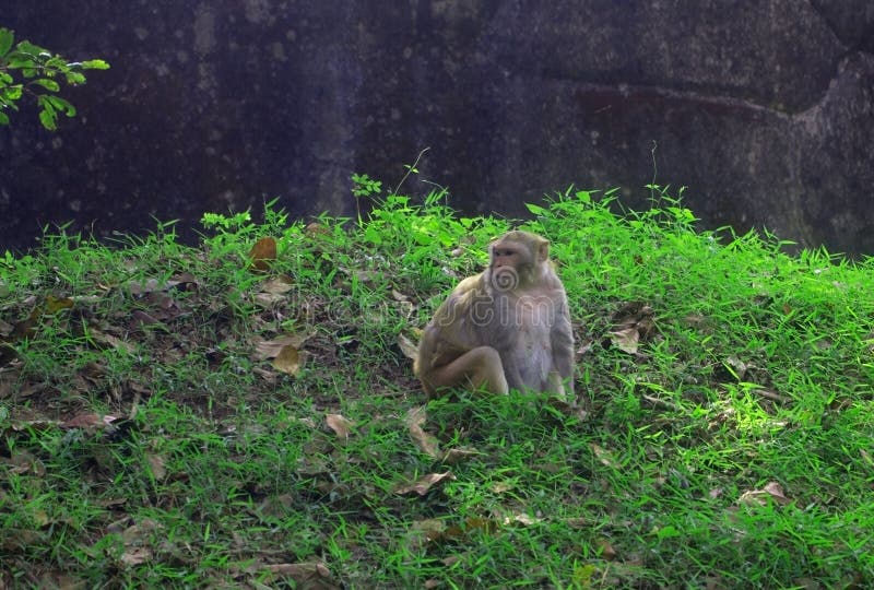 Asian Common Monkey in Zoological Park, India Stock Photo - Image of ...
