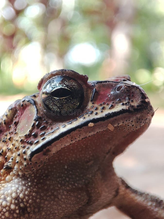 Common Toad Beetle Stock Photos - Free & Royalty-Free Stock Photos from ...