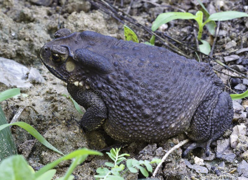 Asian common toad stock photo. Image of urban, leaf, blackspined - 35842324