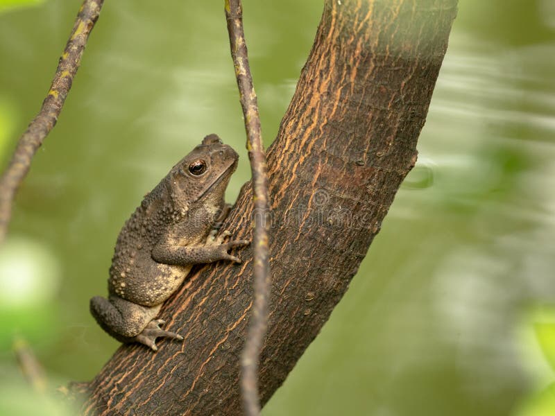Asian common toad stock image. Image of insect, young - 202997179