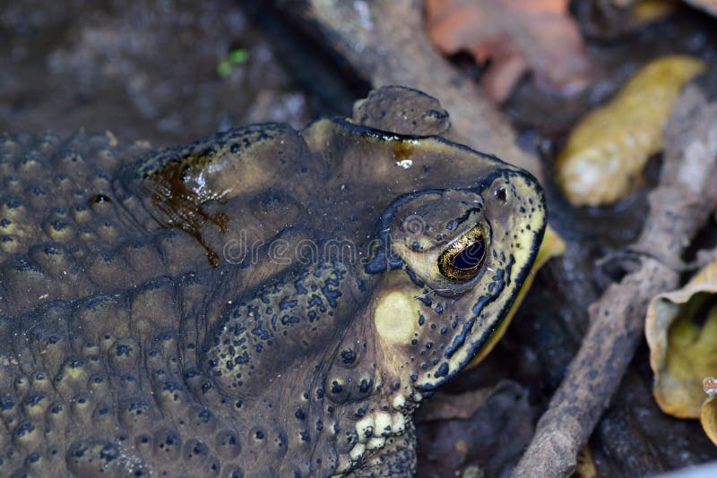 Asian common toad stock photo. Image of urban, leaf, blackspined - 35842324