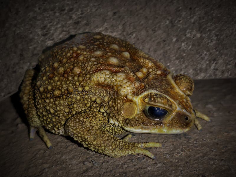 Asian Common Toad with Chubby Body and Warty Skin on Dark Room Texture ...