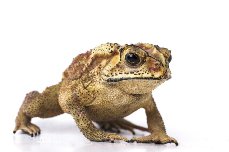 Duttaphrynus Melanostictus is Commonly Called Asian Common Toad, Asian ...