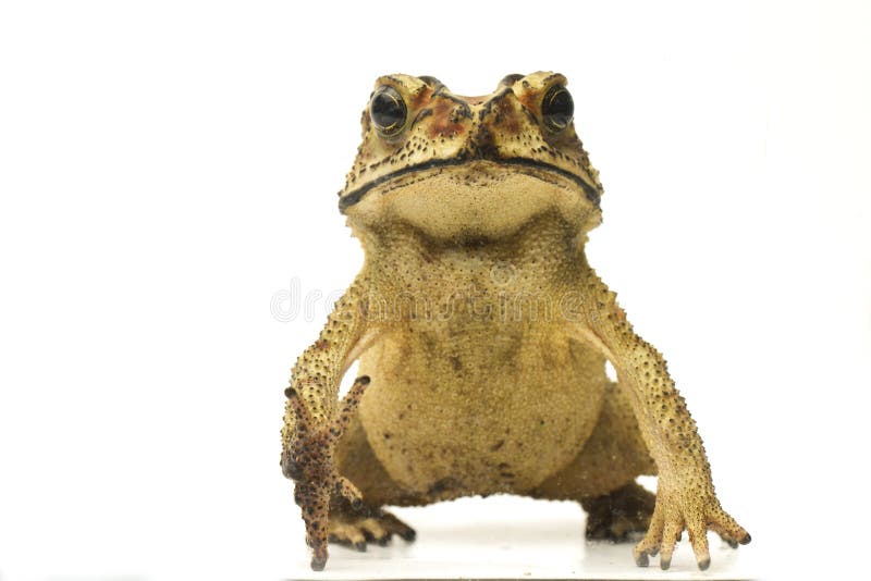 Duttaphrynus melanostictus stock photo. Image of nature - 19927446