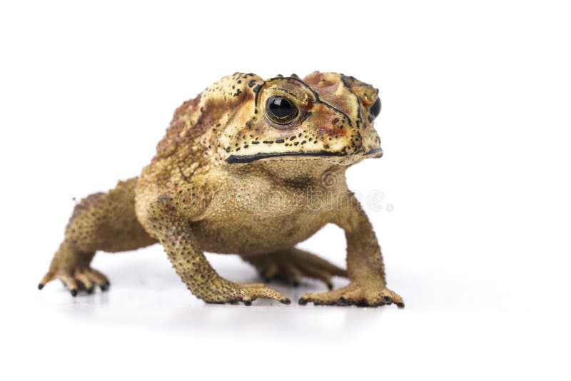 Duttaphrynus Melanostictus is Commonly Called Asian Common Toad, Asian ...