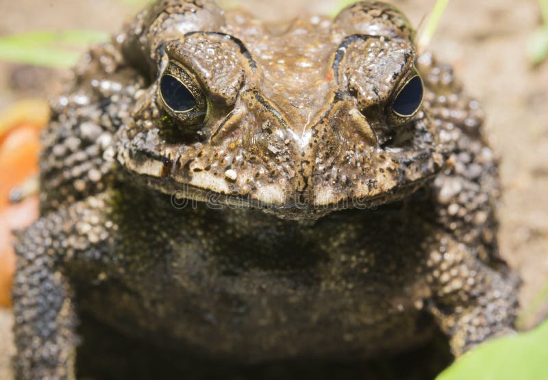 Asian Common Toad Front View Close-up Macro Stock Image - Image of ...