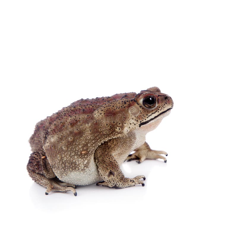 Asian Common Toad on White Background Stock Photo - Image of indoor ...