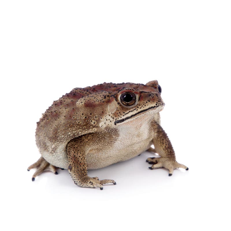 Asian Common Toad on White Background Stock Photo - Image of ...