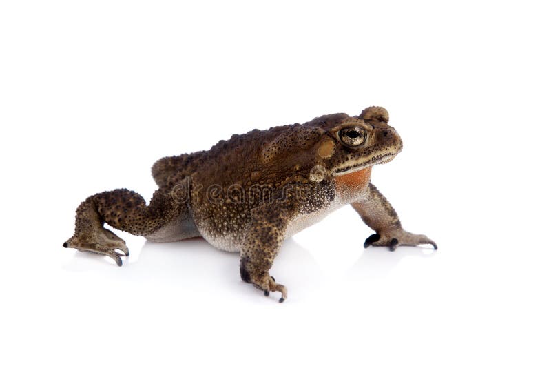 Asian Common Toad on White Background Stock Image - Image of closeup ...